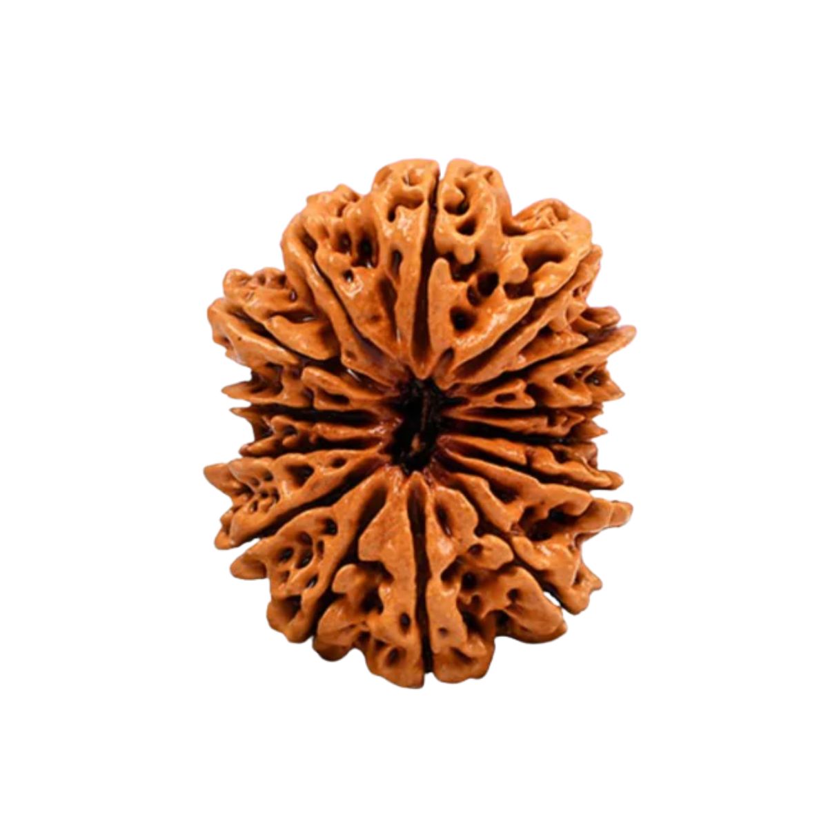14 Mukhi Rudraksha Nepali Orignal Lab Tested - Sanskar gallery™