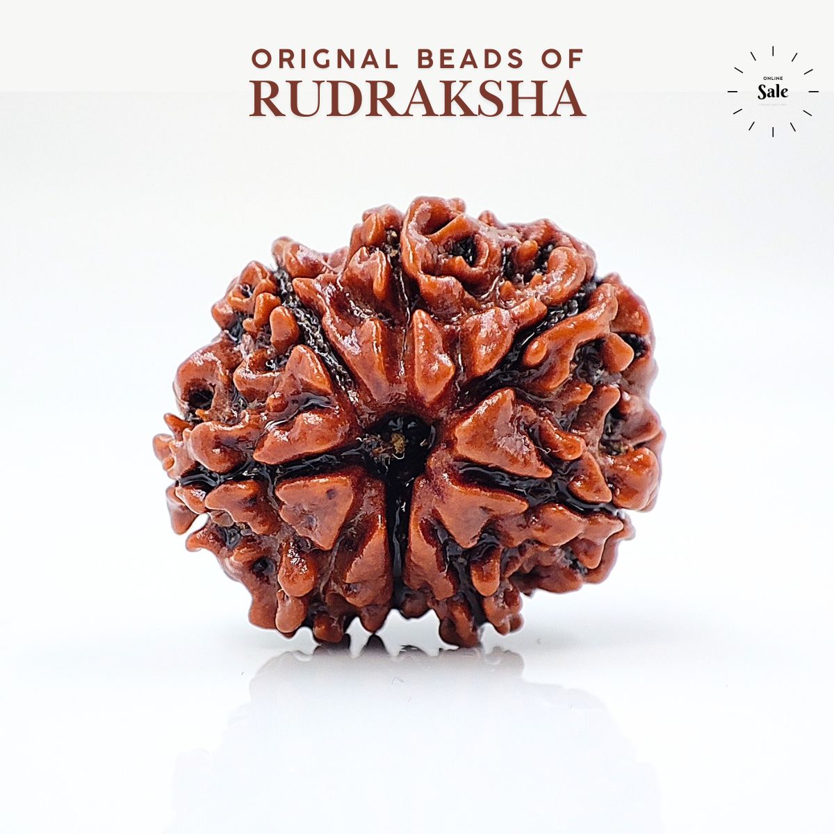 8 Mukhi Rudraksha Nepali Lab Certified - Sanskar gallery™