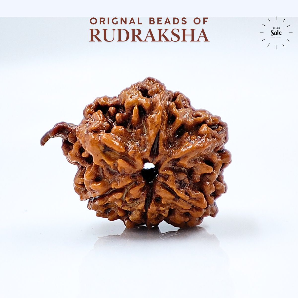 Ganesh Rudraksha Orignal Nepali Lab Tested - Sanskar gallery™