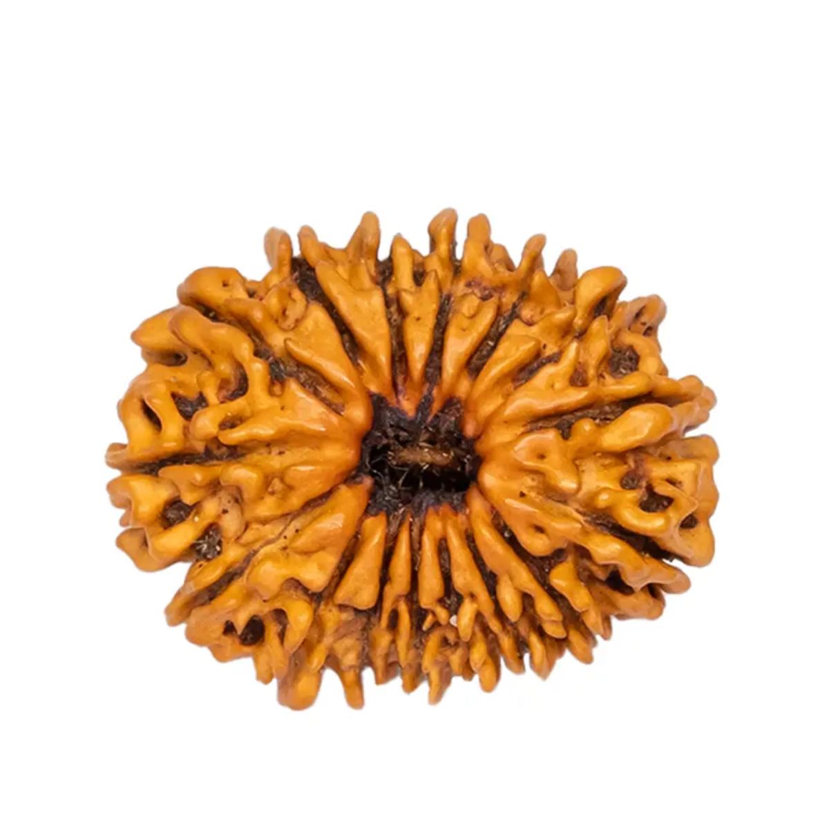 16 Mukhi Rudraksha Nepali Orignal Lab Tested XL Size - Sanskar gallery™